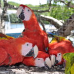 Daniel Johnson's Monkey & Sloth Hangout | Discover Roatan Excursions ...
